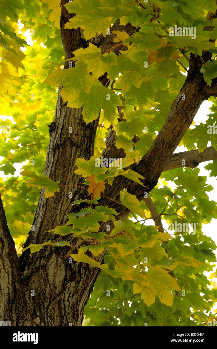 Maple leaves turn yellow in hi-res stock photography and images - Alamy