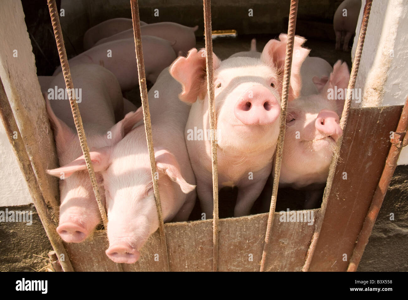 landrace pigs Kafue Zambia Africa Stock Photo - Alamy
