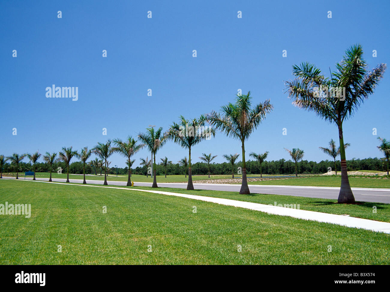 Palm trees line large hi-res stock photography and images - Alamy