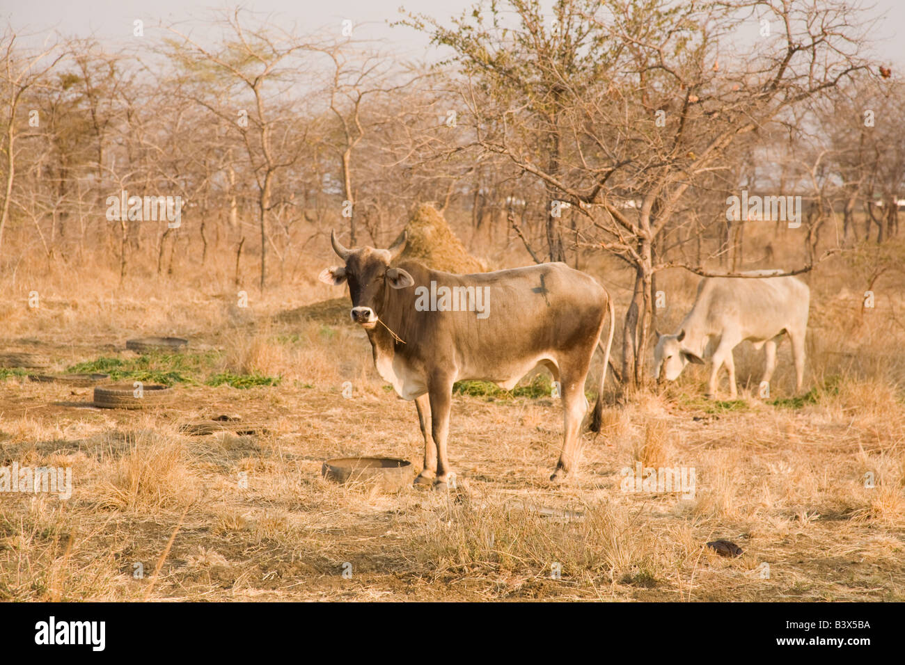 Cattle livestock agriculture africa hi-res stock photography and images ...