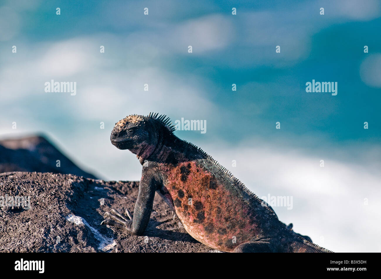 Iguana on rock Stock Photo - Alamy