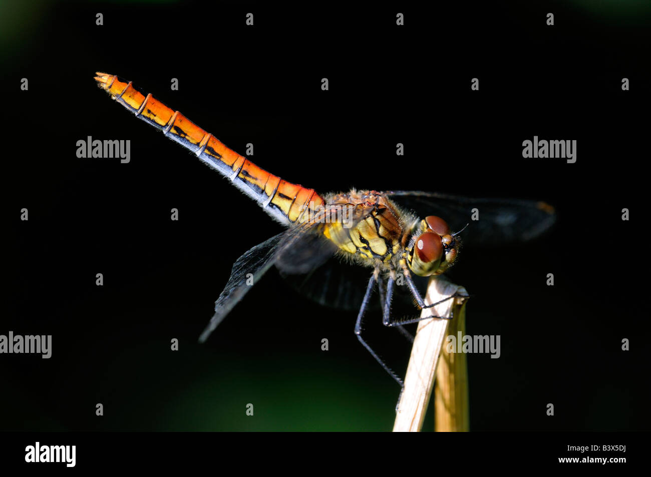 Ruddy Darter (Sympetrum sanguineum), female Stock Photo - Alamy