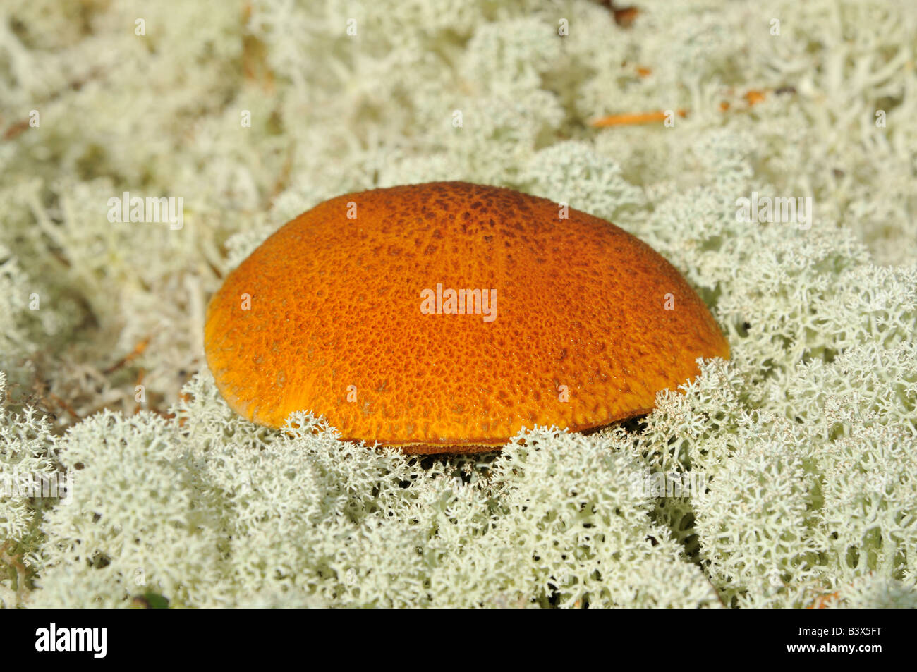 Velvet bolete (Suillus variegatus) and reindeer moss (Cladonia ...