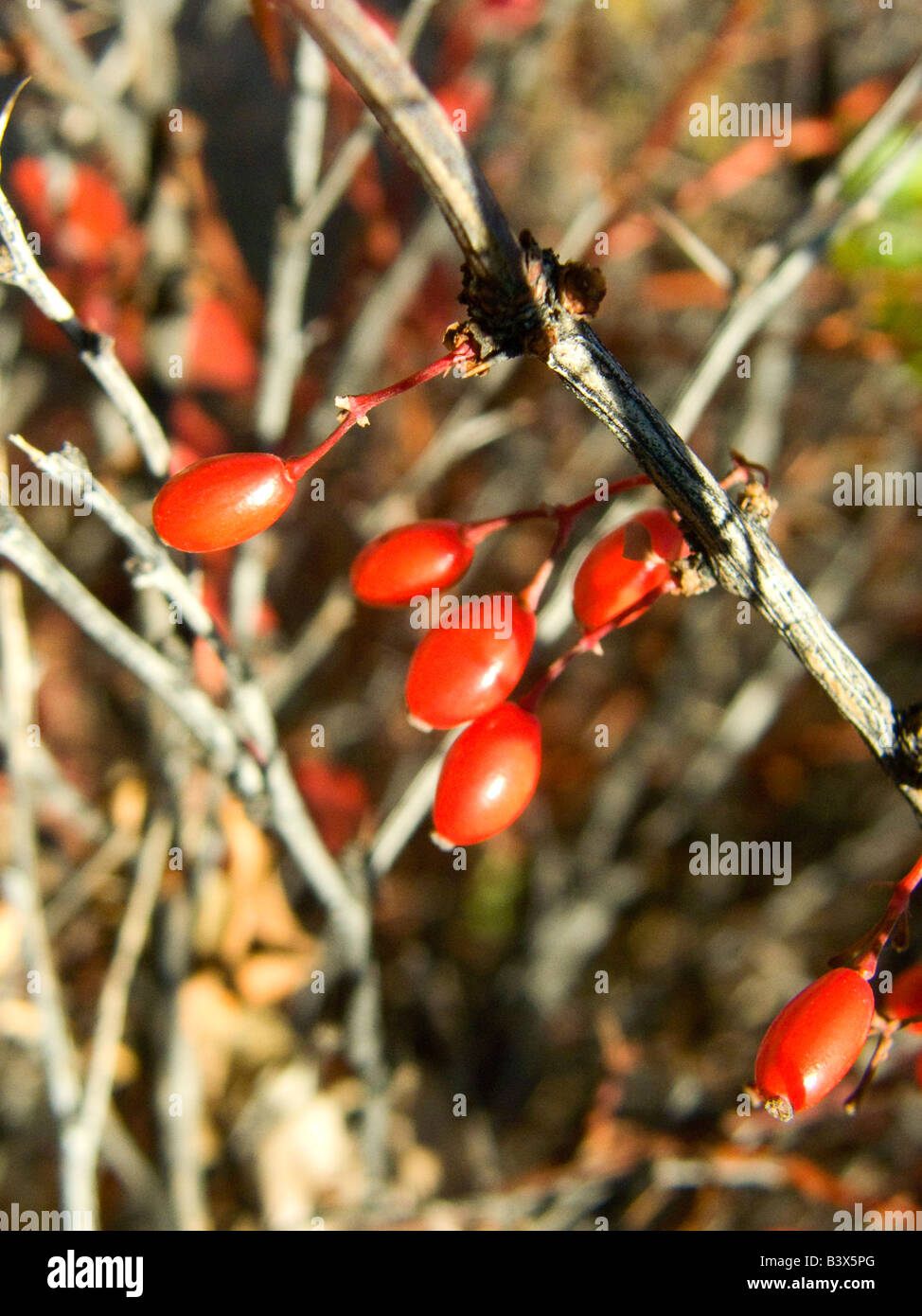 The fruit is oval hi-res stock photography and images - Alamy