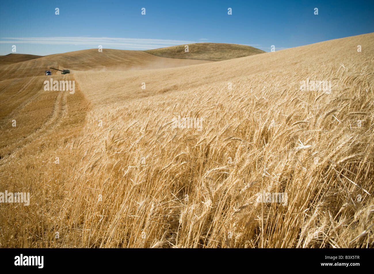 Wheat Harvest in Palouse, Washington, USA Stock Photo - Alamy