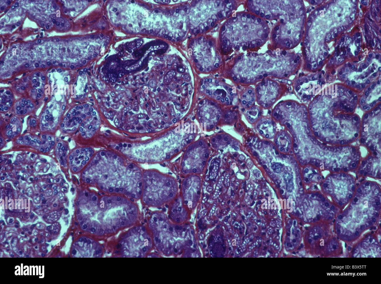 Medicene High Resolution Stock Photography and Images - Alamy