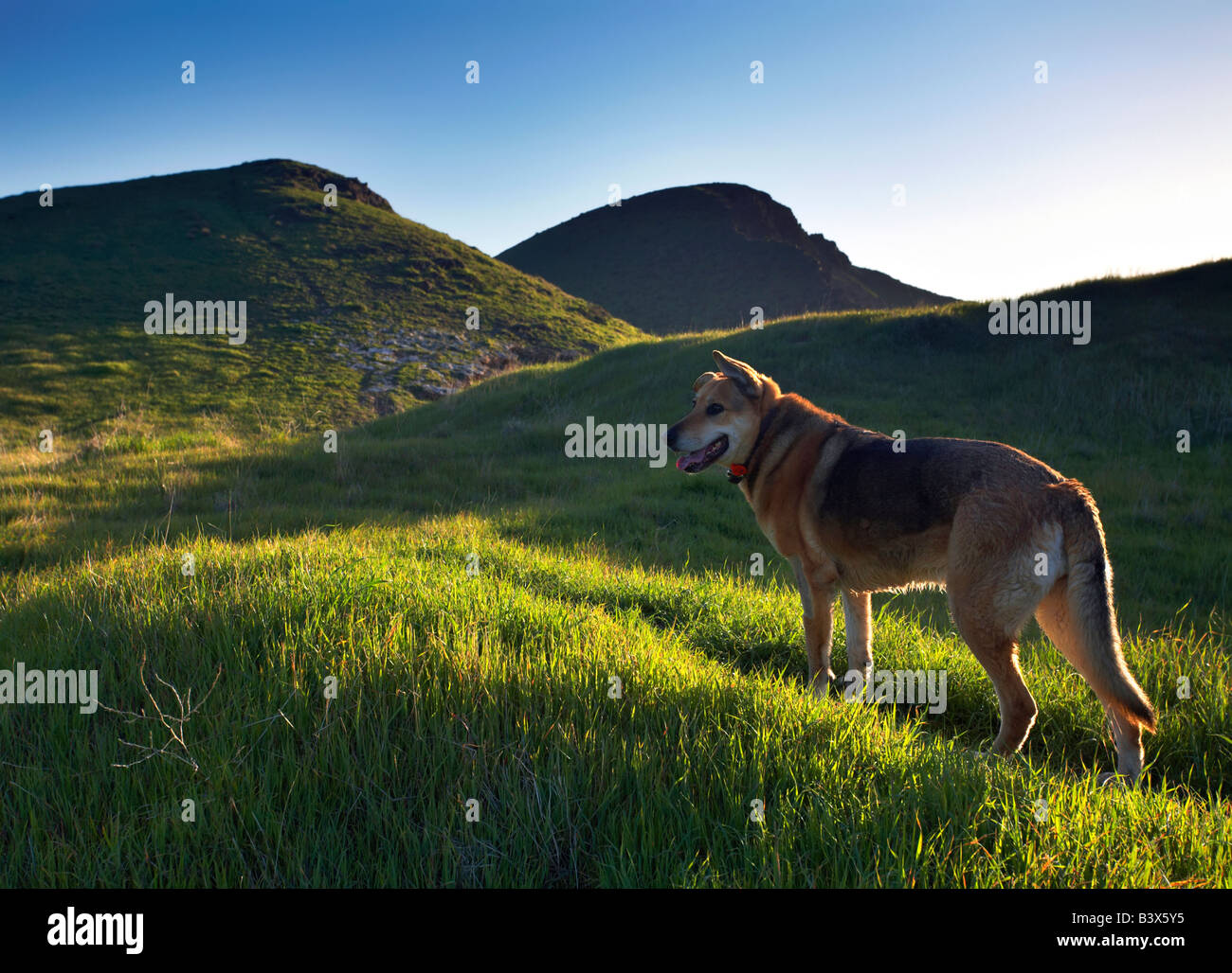 Happy dog hi-res stock photography and images - Alamy