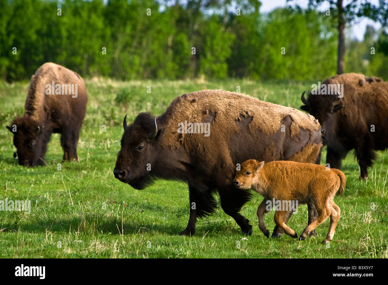 Bisons in field Stock Photo - Alamy