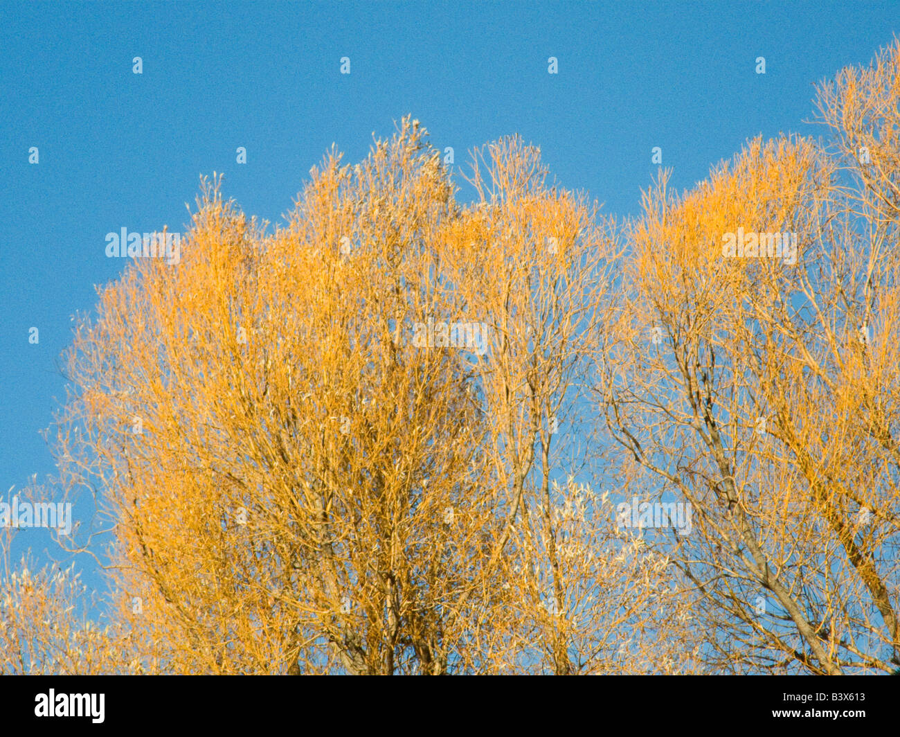 Yellow tree Branches Stock Photo - Alamy