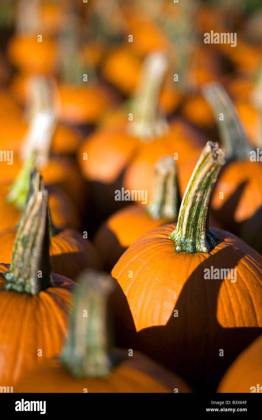 Pie pumpkins for sale at a fall pumpkin patch Stock Photo - Alamy