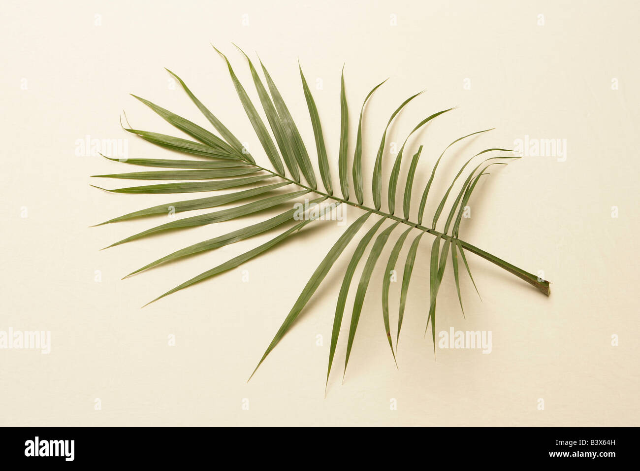 Branch system hi-res stock photography and images - Alamy