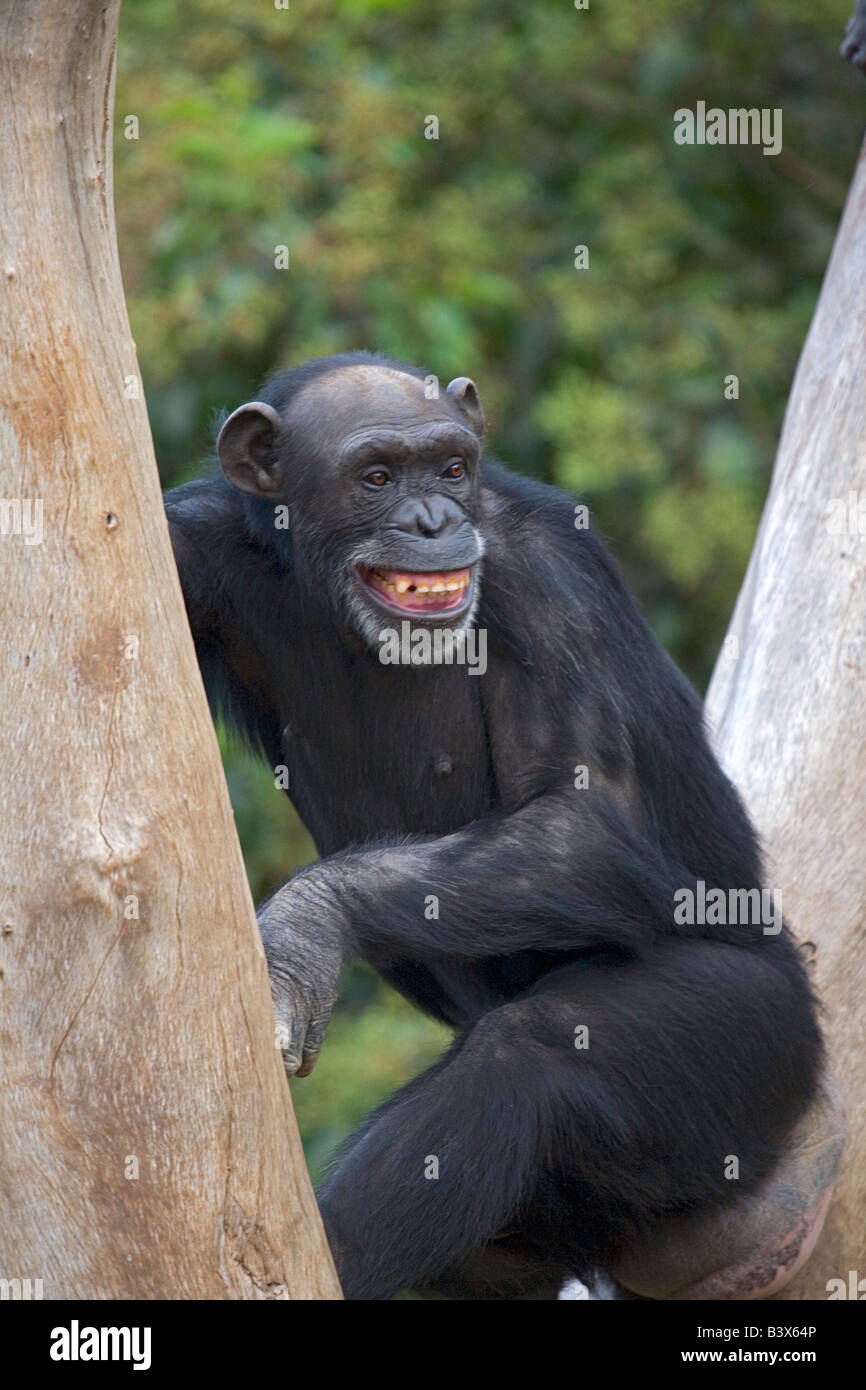 Adult chimp in tree Stock Photo - Alamy