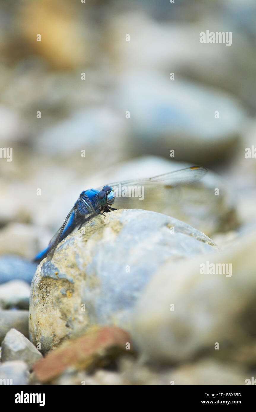 Southern skimmer hi-res stock photography and images - Alamy