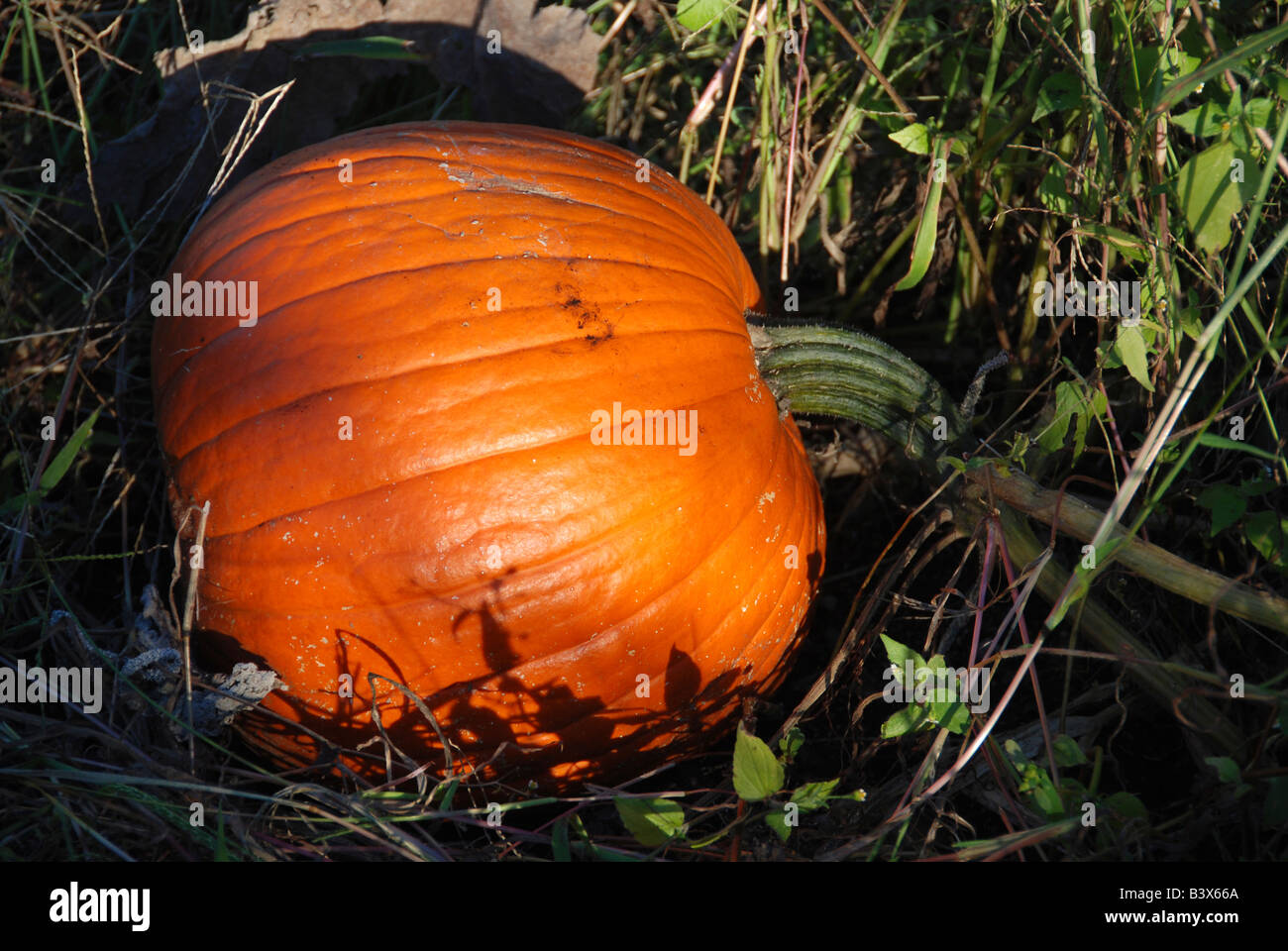 Pumpkin rind hi-res stock photography and images - Alamy