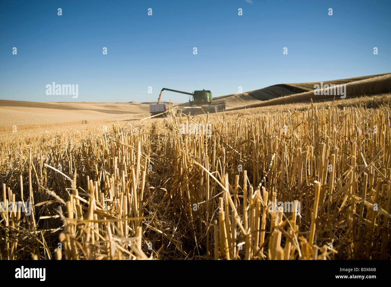 Wheat Harvest in Palouse, Washington, USA Stock Photo - Alamy