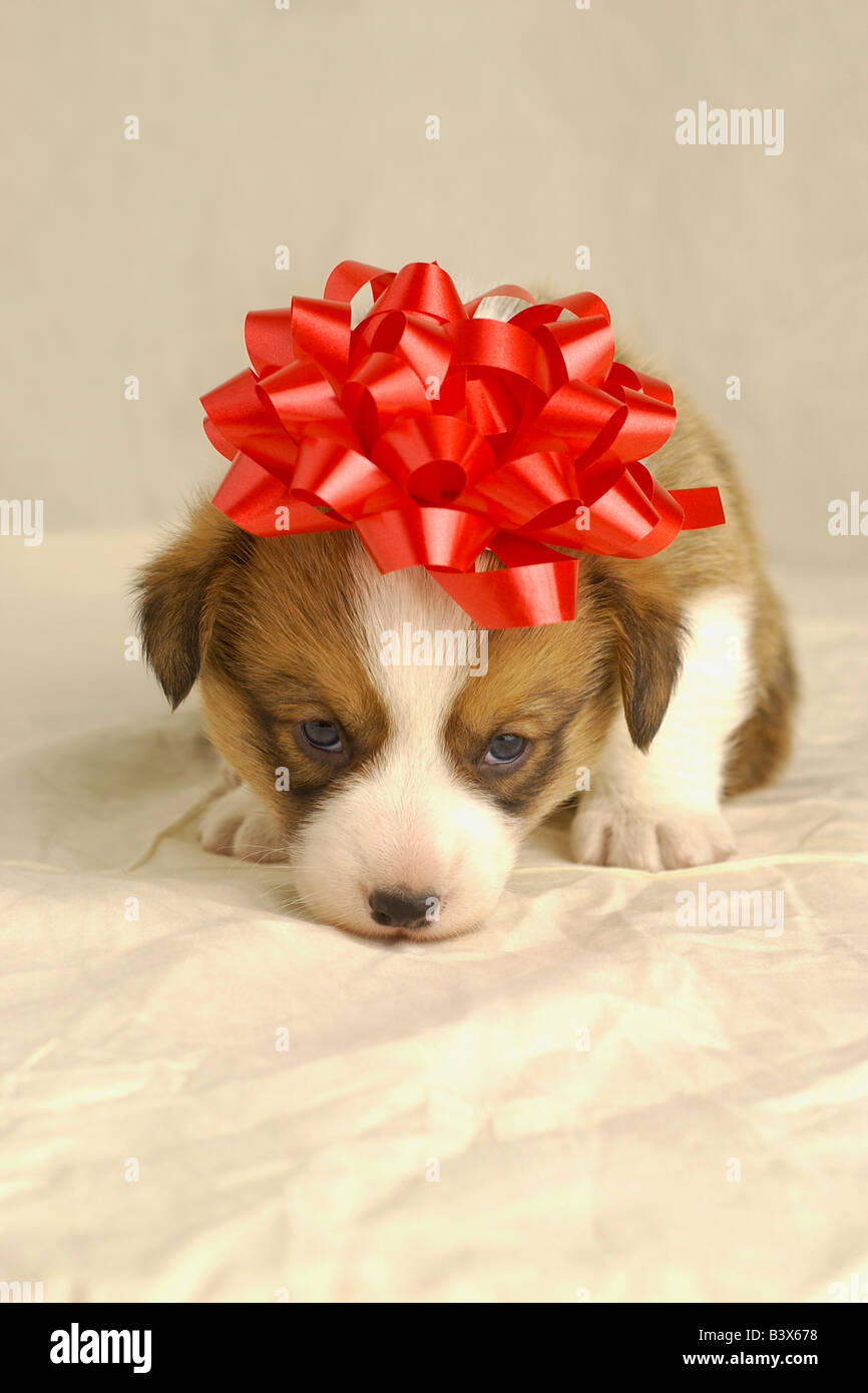 Bow Dogs High Resolution Stock Photography and Images - Alamy