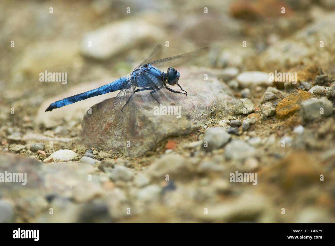Southern skimmer hi-res stock photography and images - Alamy