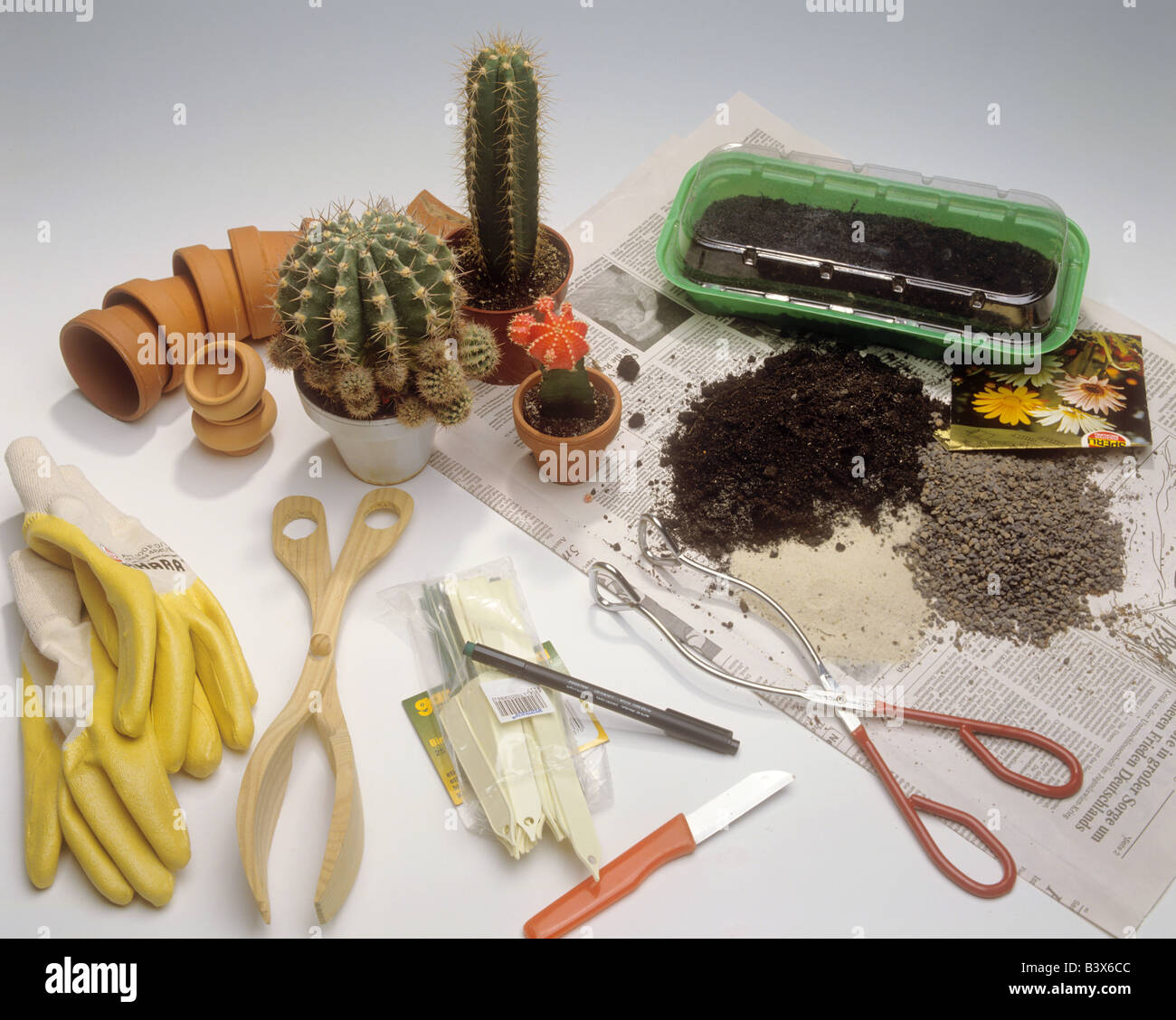 cactus and different equipment for replanting Stock Photo - Alamy