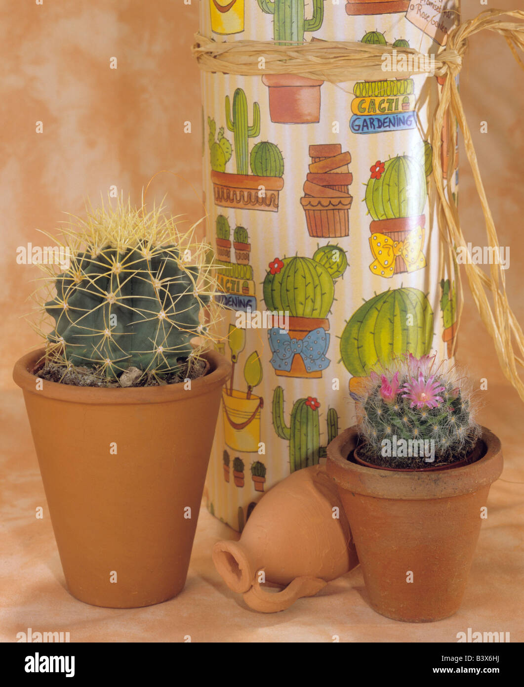 two different cacti Stock Photo - Alamy