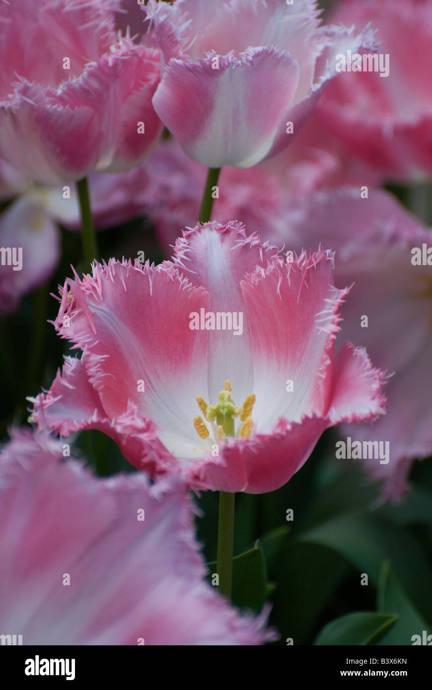 Pink and White tulips Stock Photo - Alamy