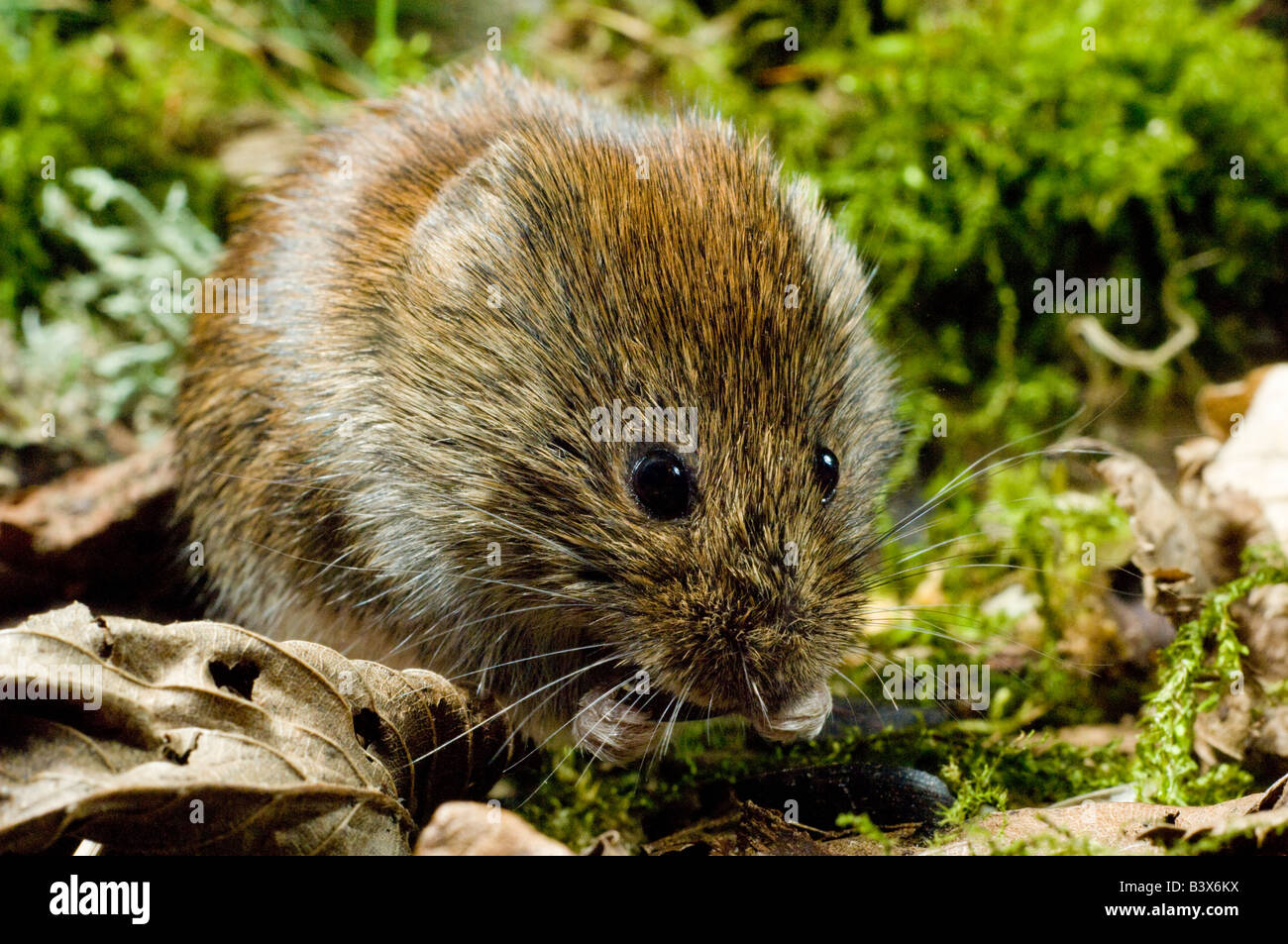Bank vole Clethrionomys glareolus feeding Stock Photo - Alamy