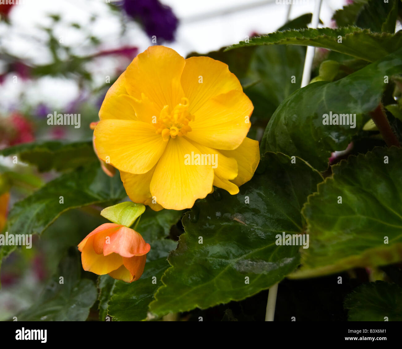 Begonia yellow hi-res stock photography and images - Alamy