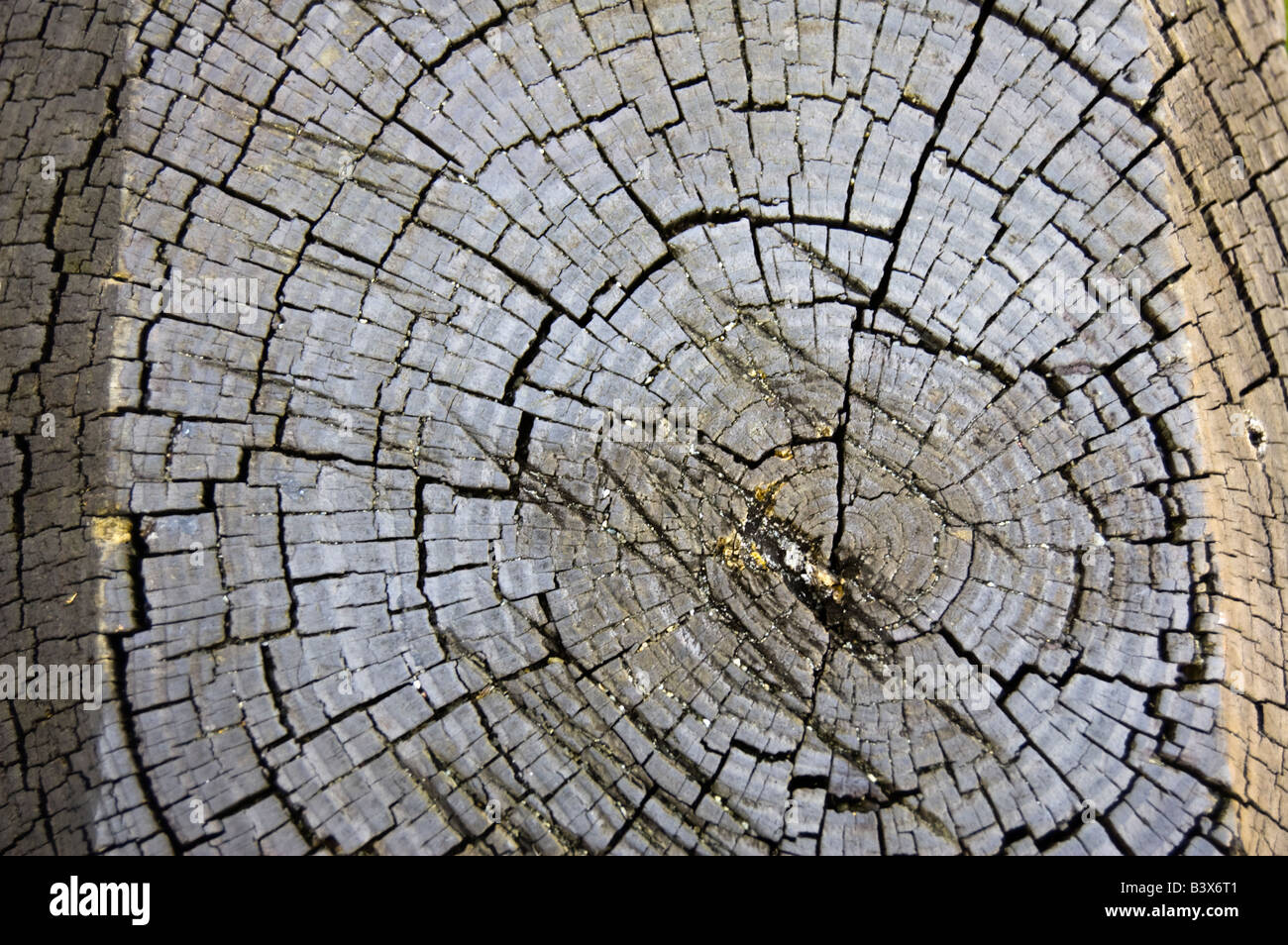 Top of weathered fence post Stock Photo - Alamy