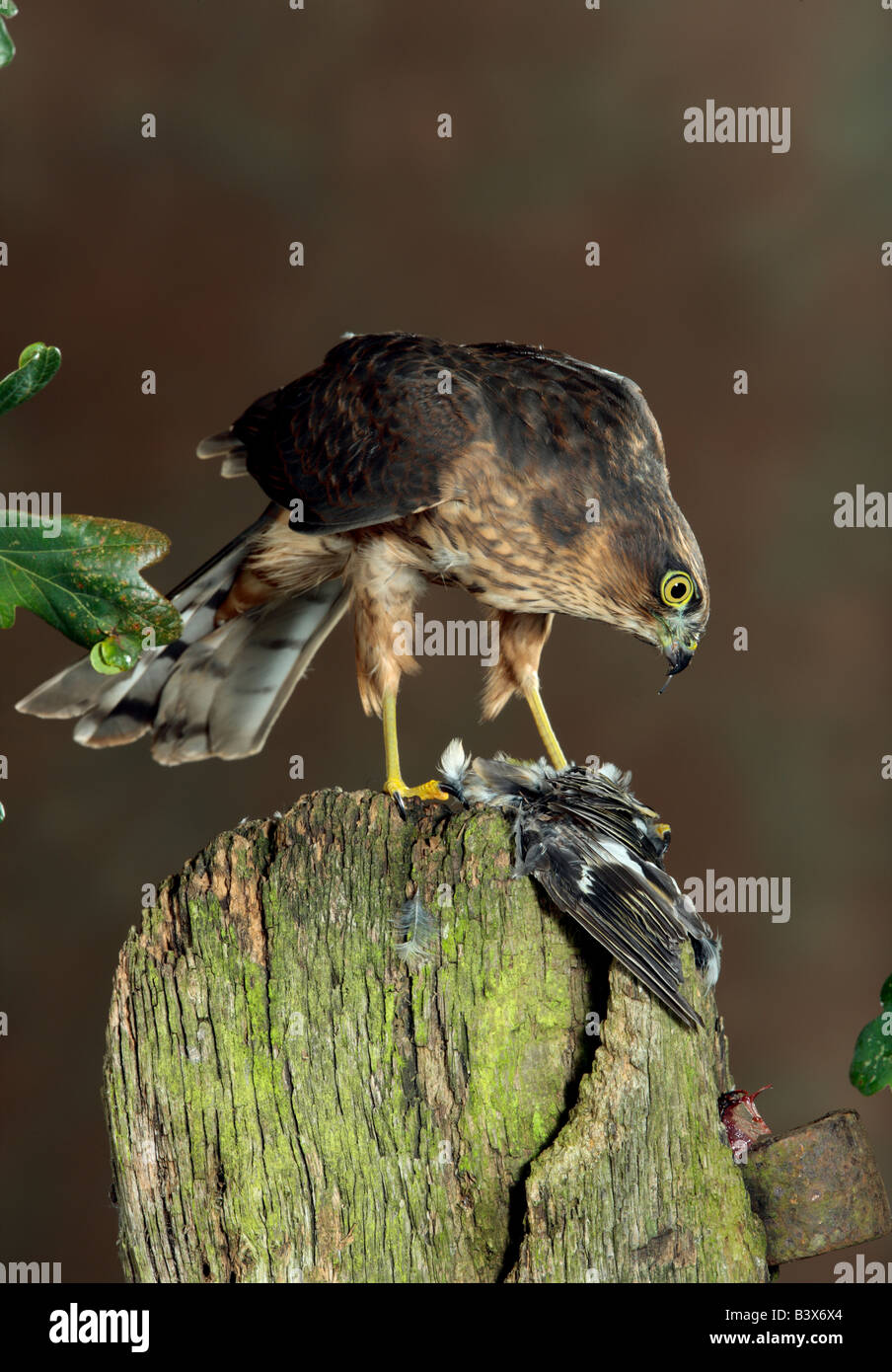 Perched sparrowhawk hi-res stock photography and images - Alamy
