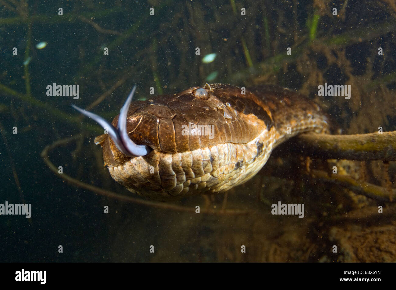 Amazon Anaconda Underwater