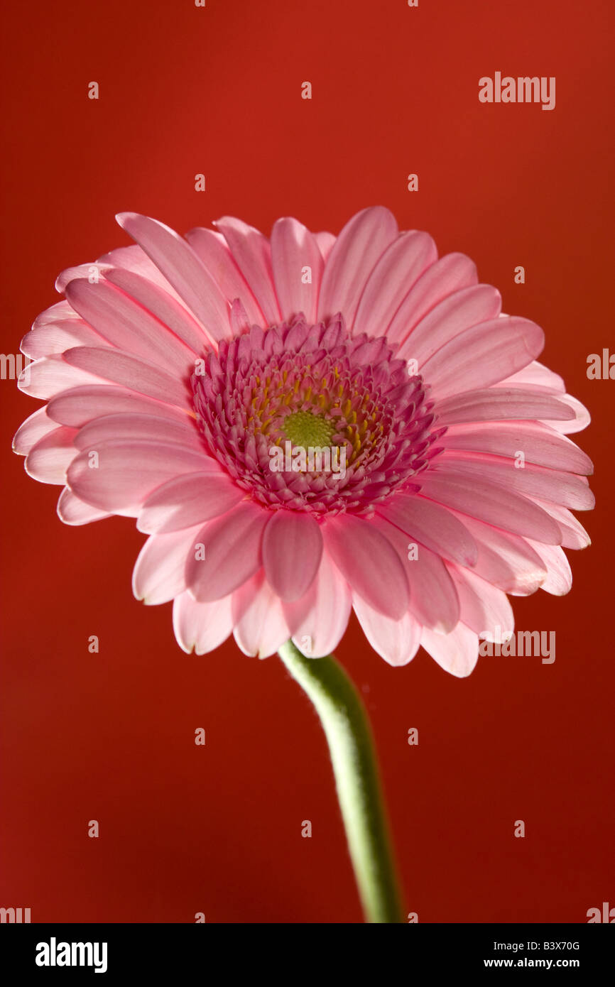 Backlit gerbera hi-res stock photography and images - Alamy