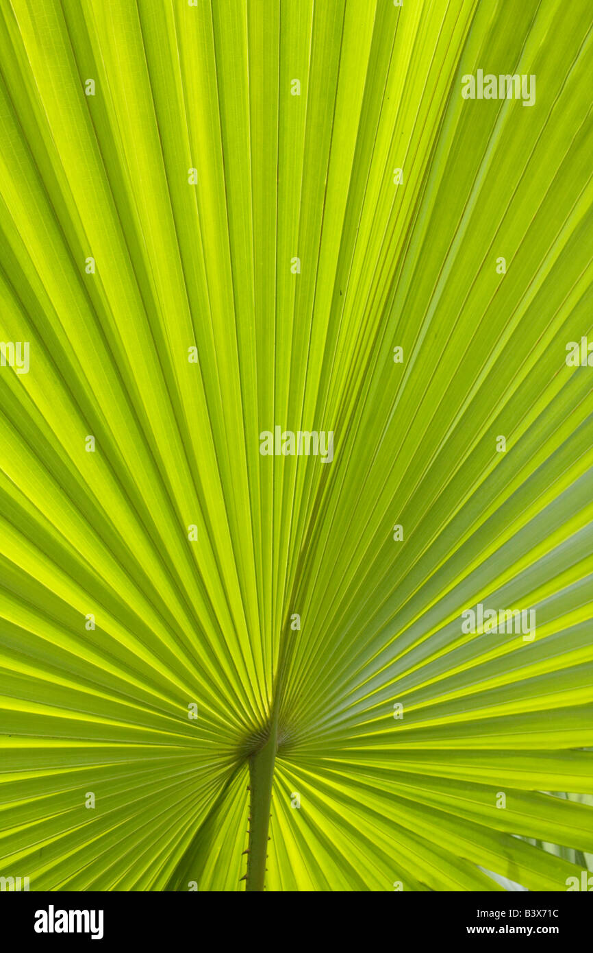 Lines of anahaw leaf Stock Photo - Alamy