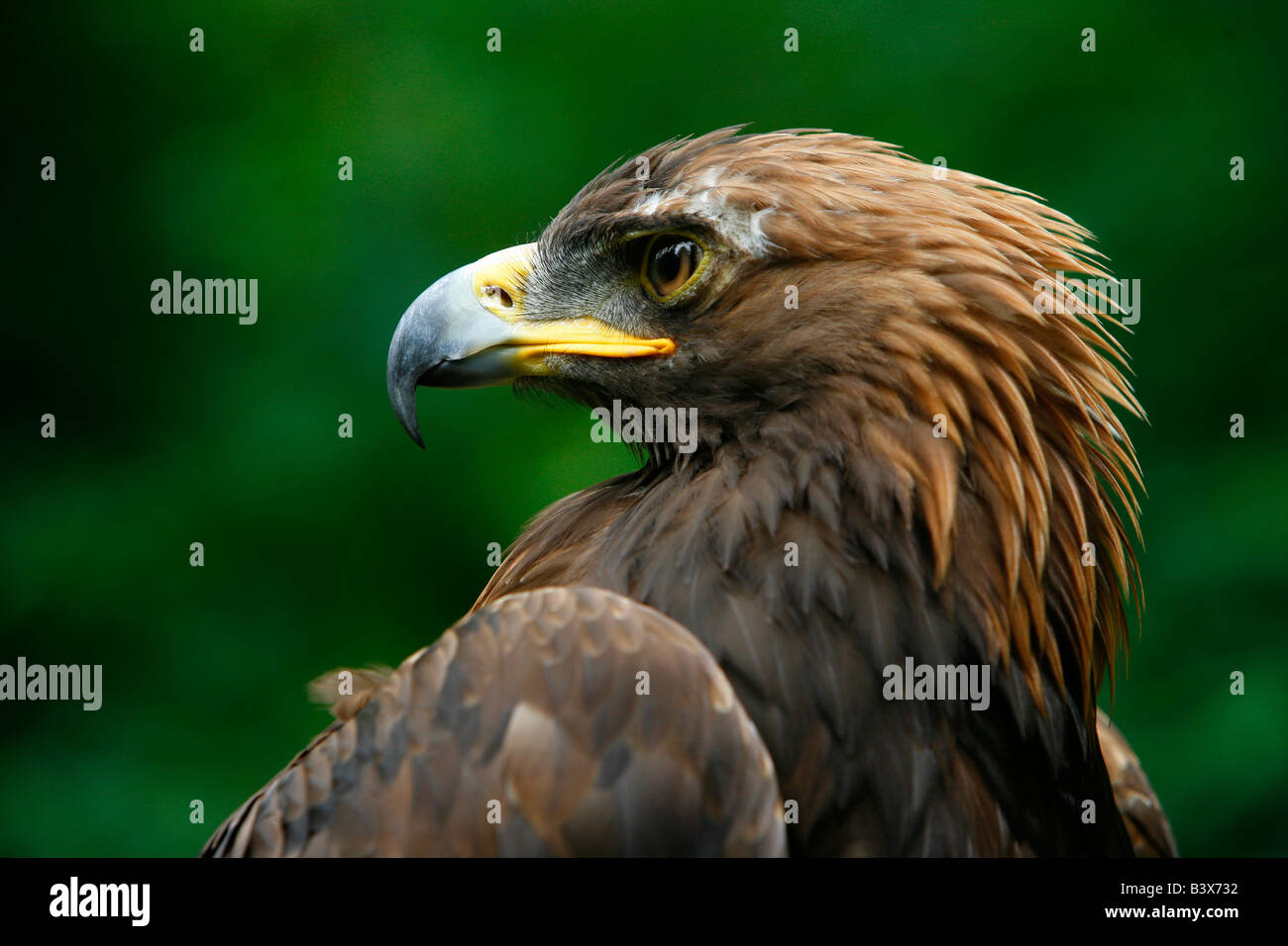 Eagles eye golden canada hi-res stock photography and images - Alamy