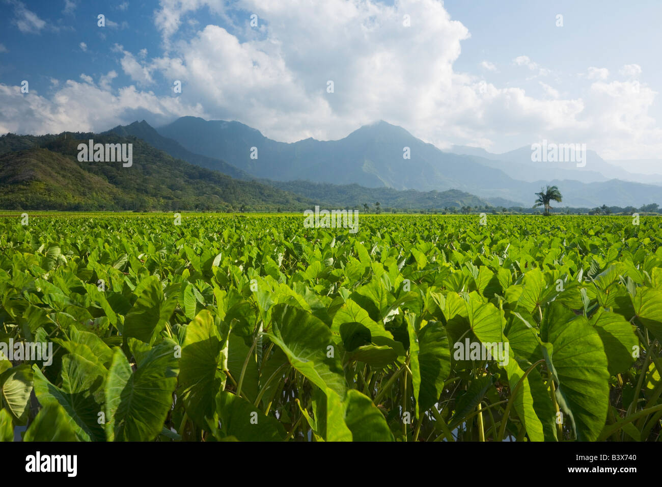 Taro Fields in Hanalei Valley Kaua i Hawaii USA Stock Photo - Alamy