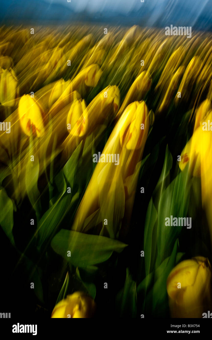 Yellow West Movement High Resolution Stock Photography and Images - Alamy