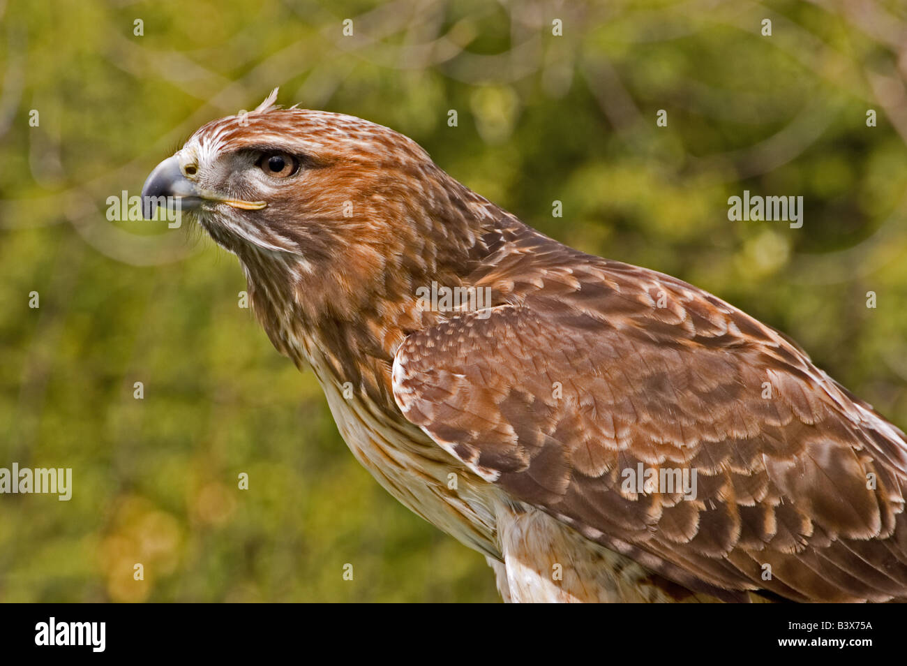 A Red-Tailed Hawk Stock Photo - Alamy