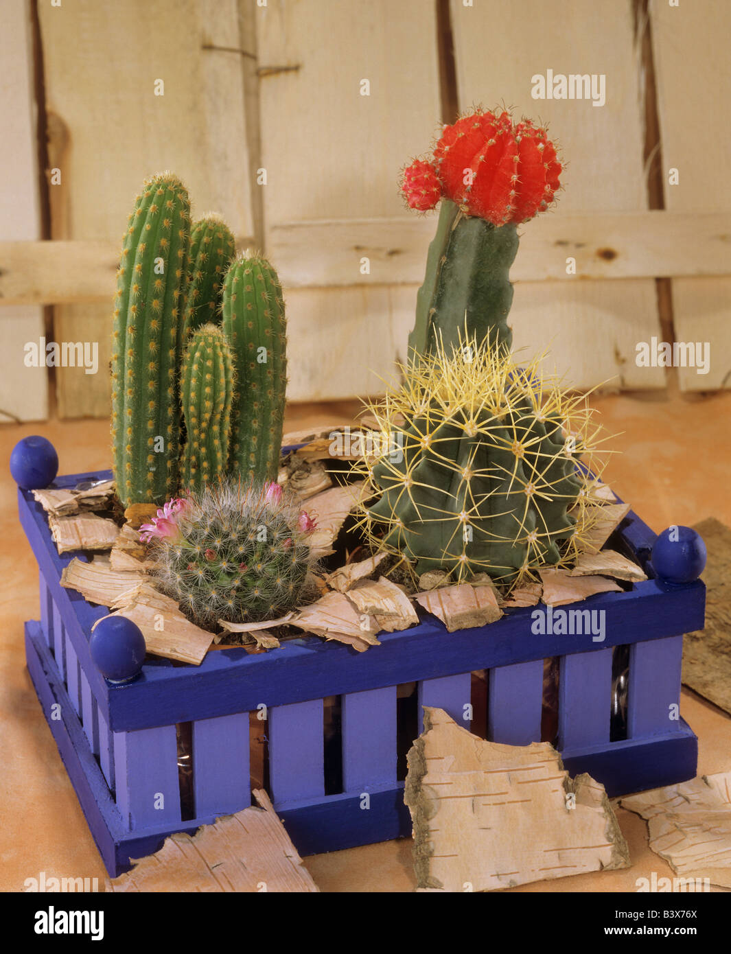 Plants cactus lobivia hi-res stock photography and images - Alamy