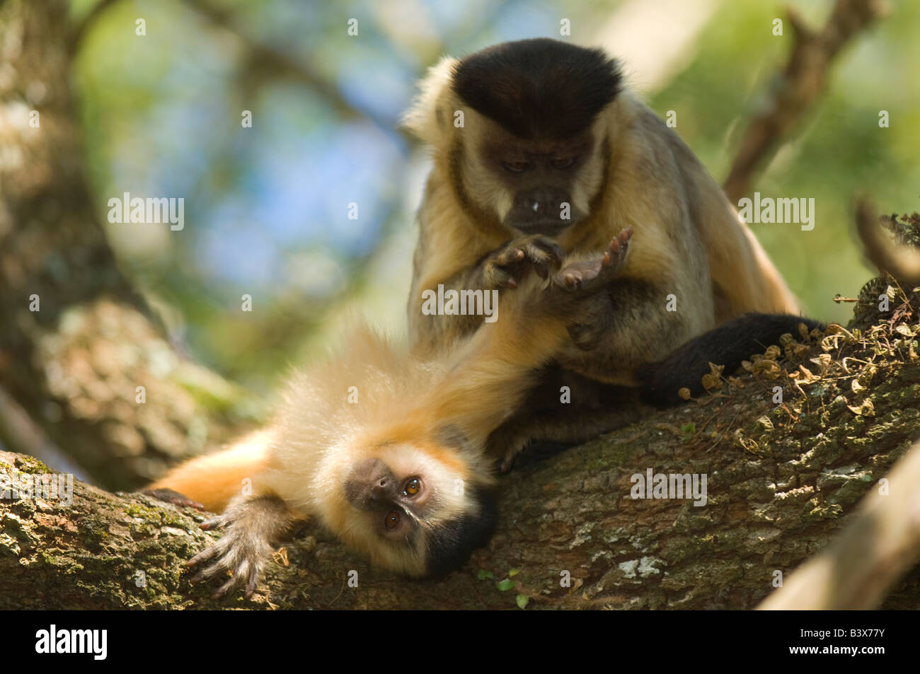Cebus apella grooming hi-res stock photography and images - Alamy