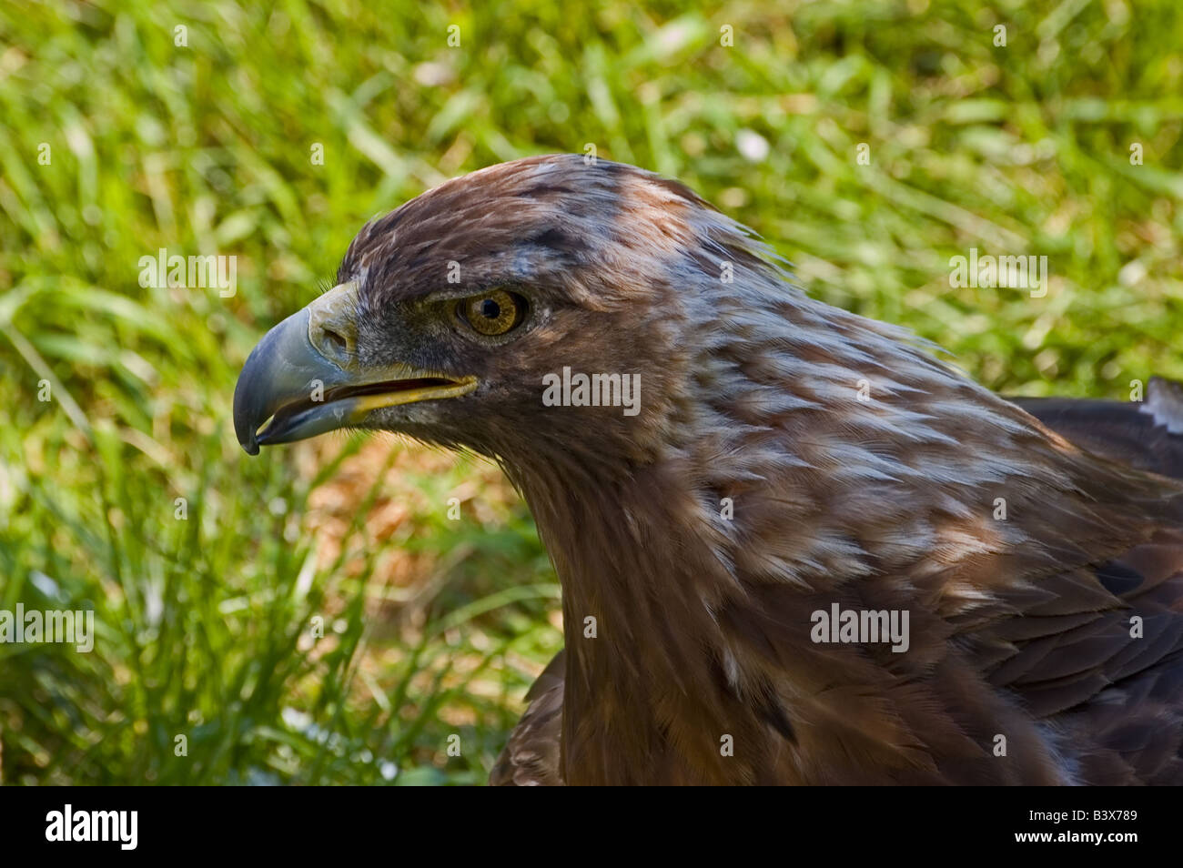Golden eagle hawk bird hi-res stock photography and images - Alamy