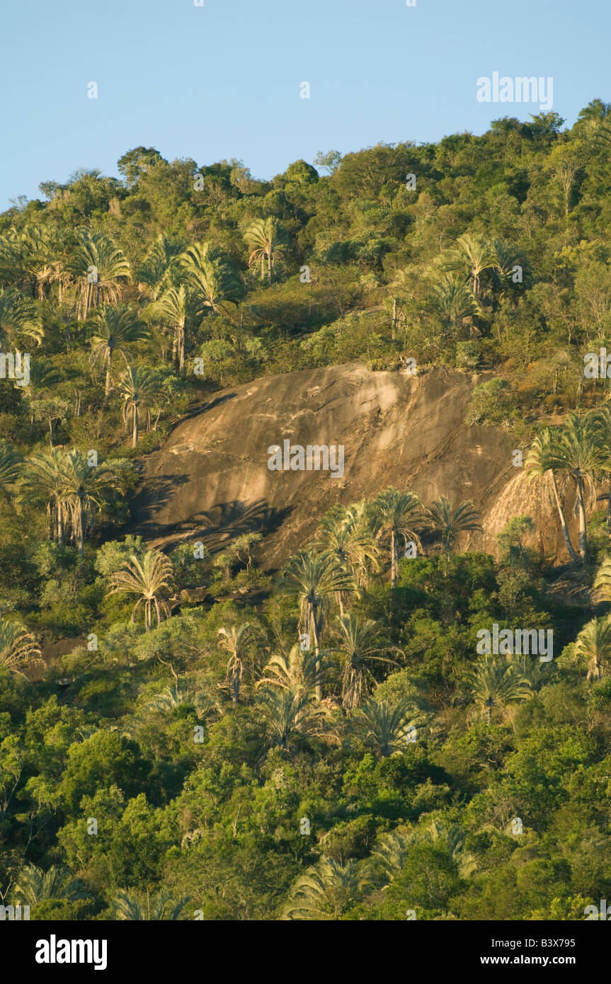 Triangle Palms (Dypsis decaryi) endemic palm to Southern Madagascar ...