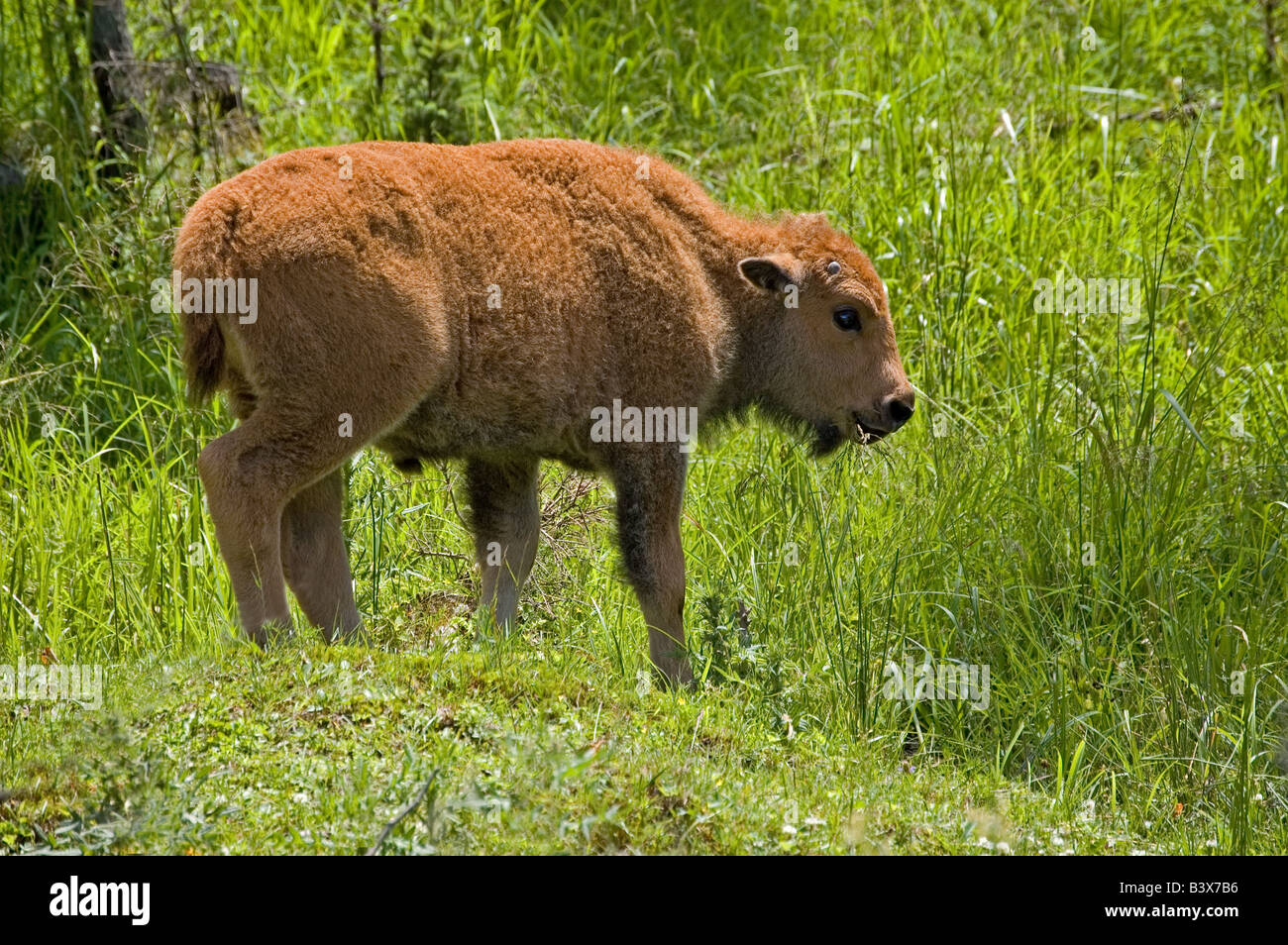 Bison in the summer hi-res stock photography and images - Alamy
