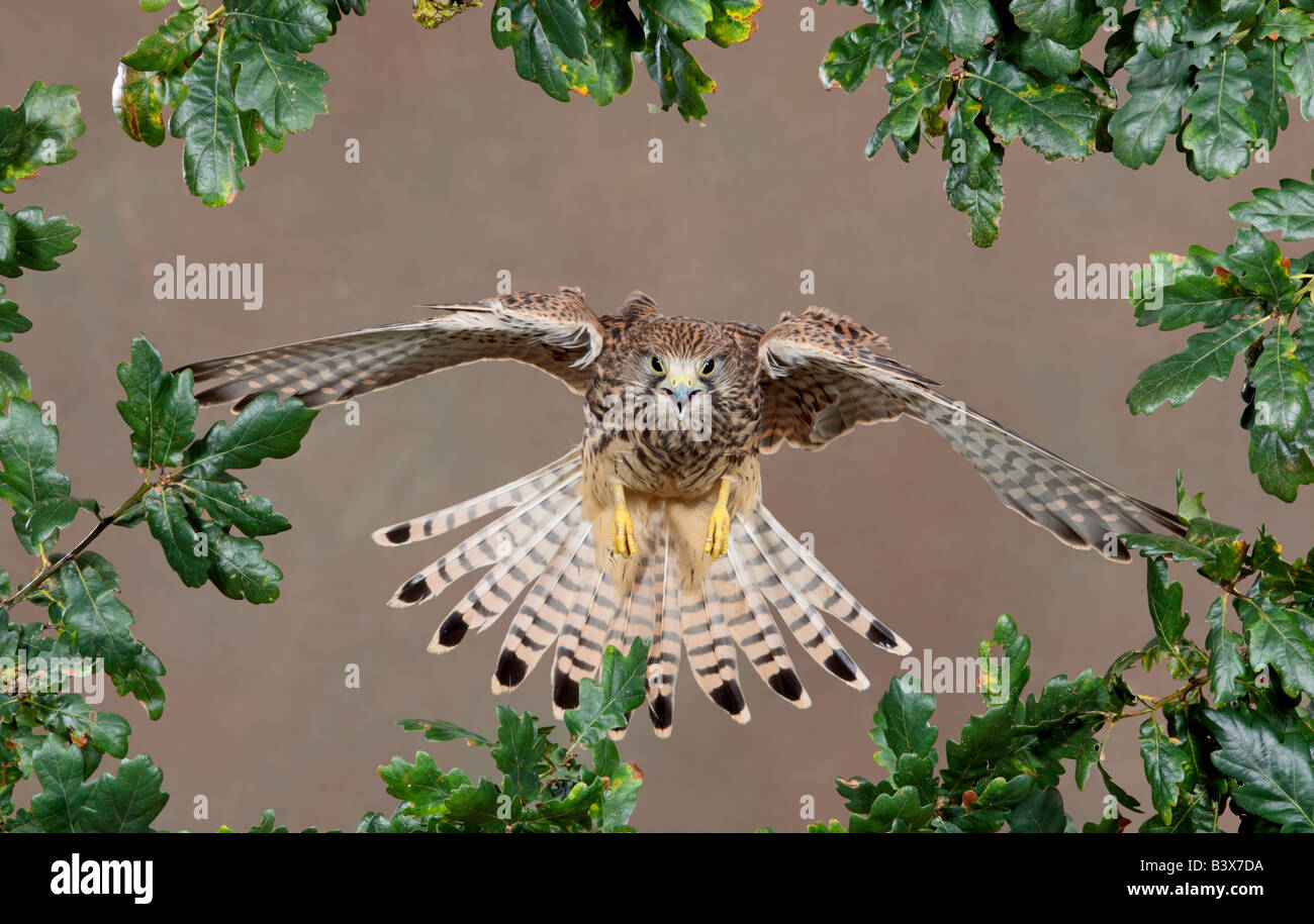 Flying between branches hi-res stock photography and images - Alamy