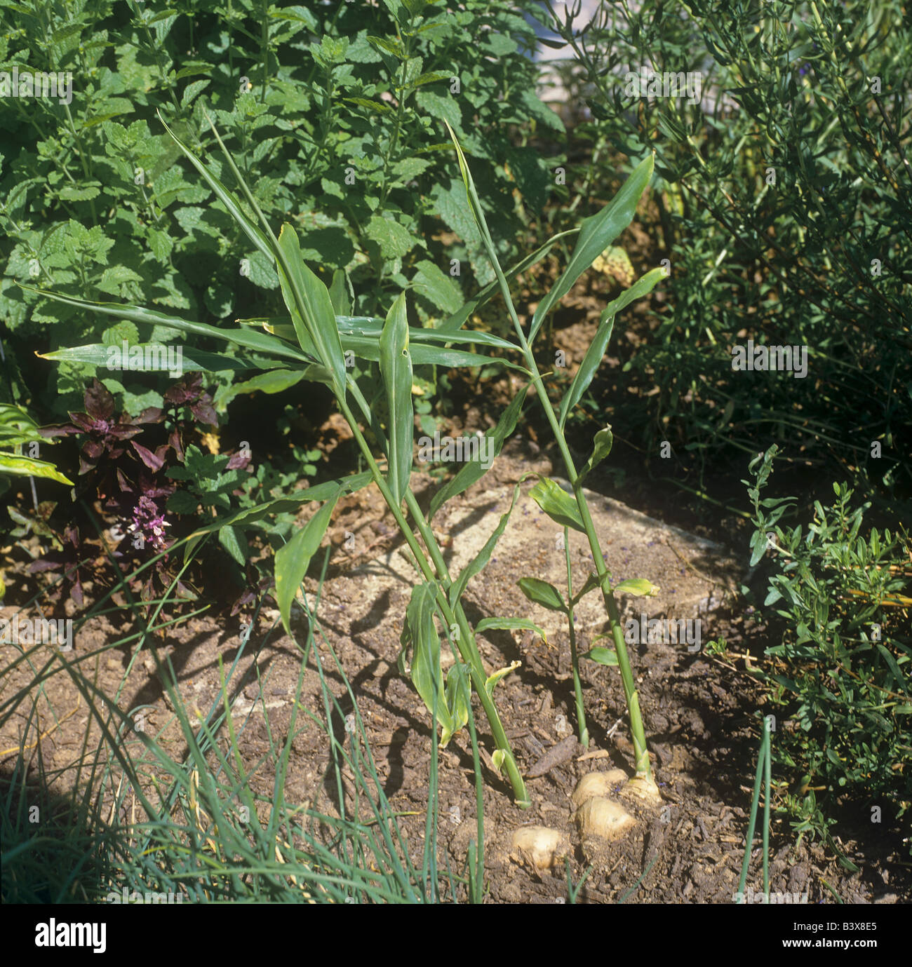 ginger / Zingiber officinale Stock Photo - Alamy