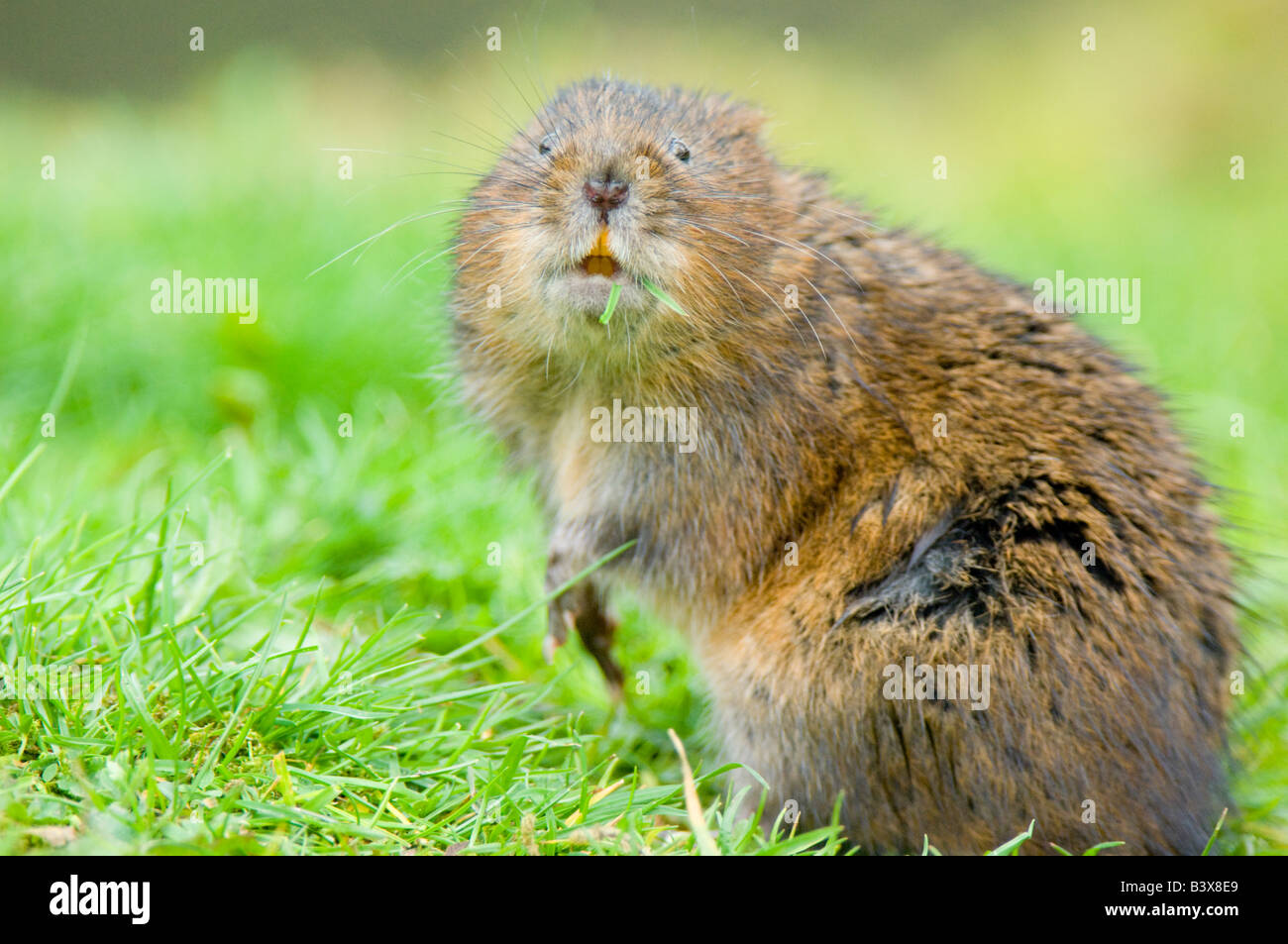 Cute water vole hi-res stock photography and images - Alamy