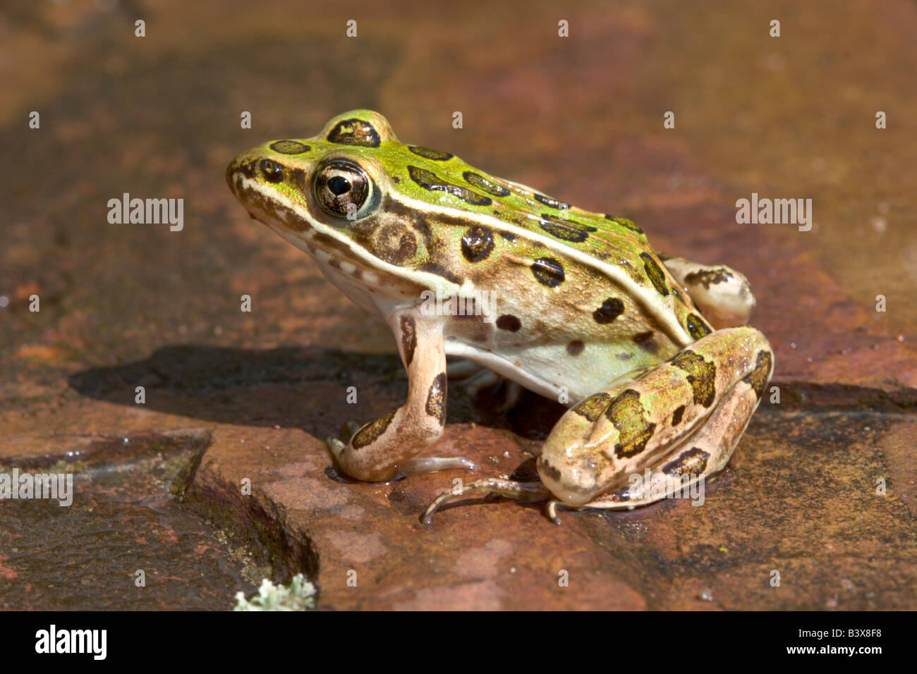 Northern Leopard Frog Rana pipiens Crosby Crow Fork County Minnesota ...