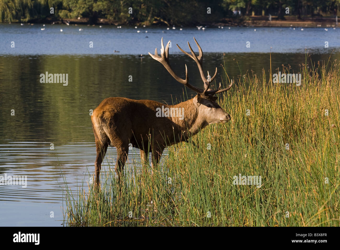 Water stag hi-res stock photography and images - Alamy