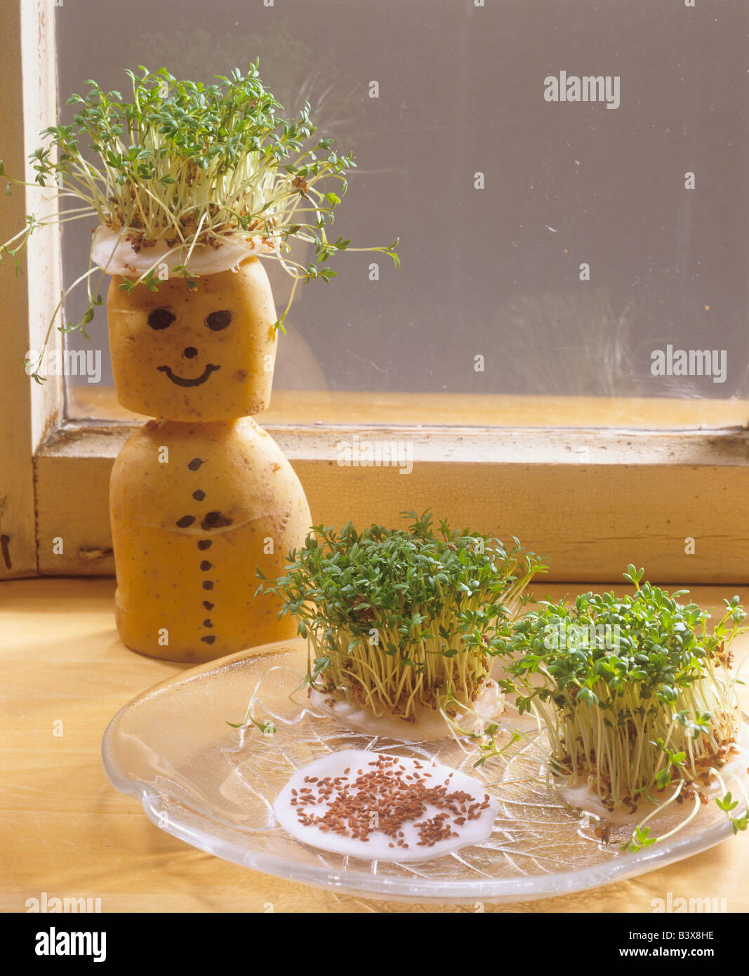 garden cress / Lepidium sativum Stock Photo - Alamy