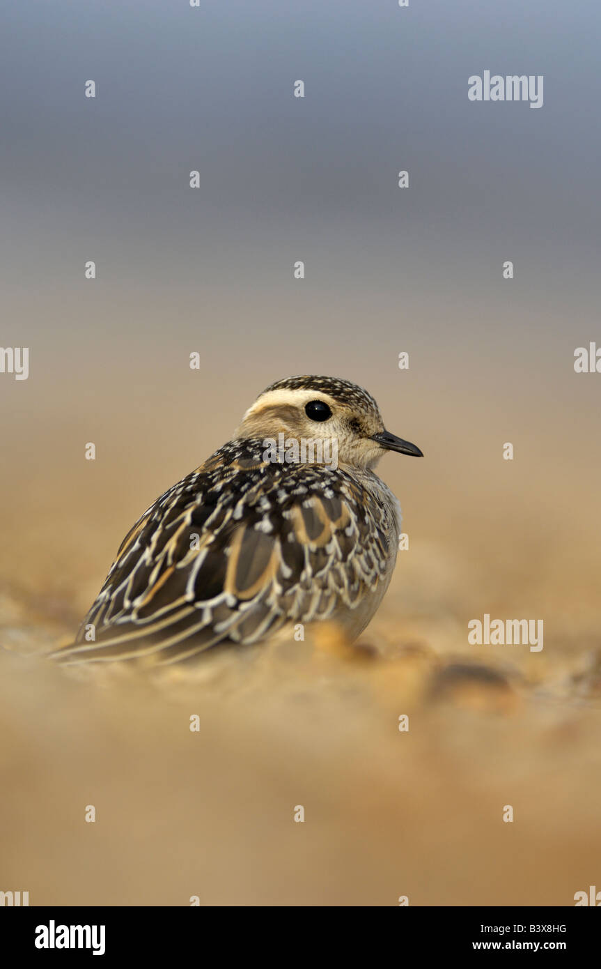 Dotterel Juvenile(Eurasian) Charadrius morinellus on shingle beach ...