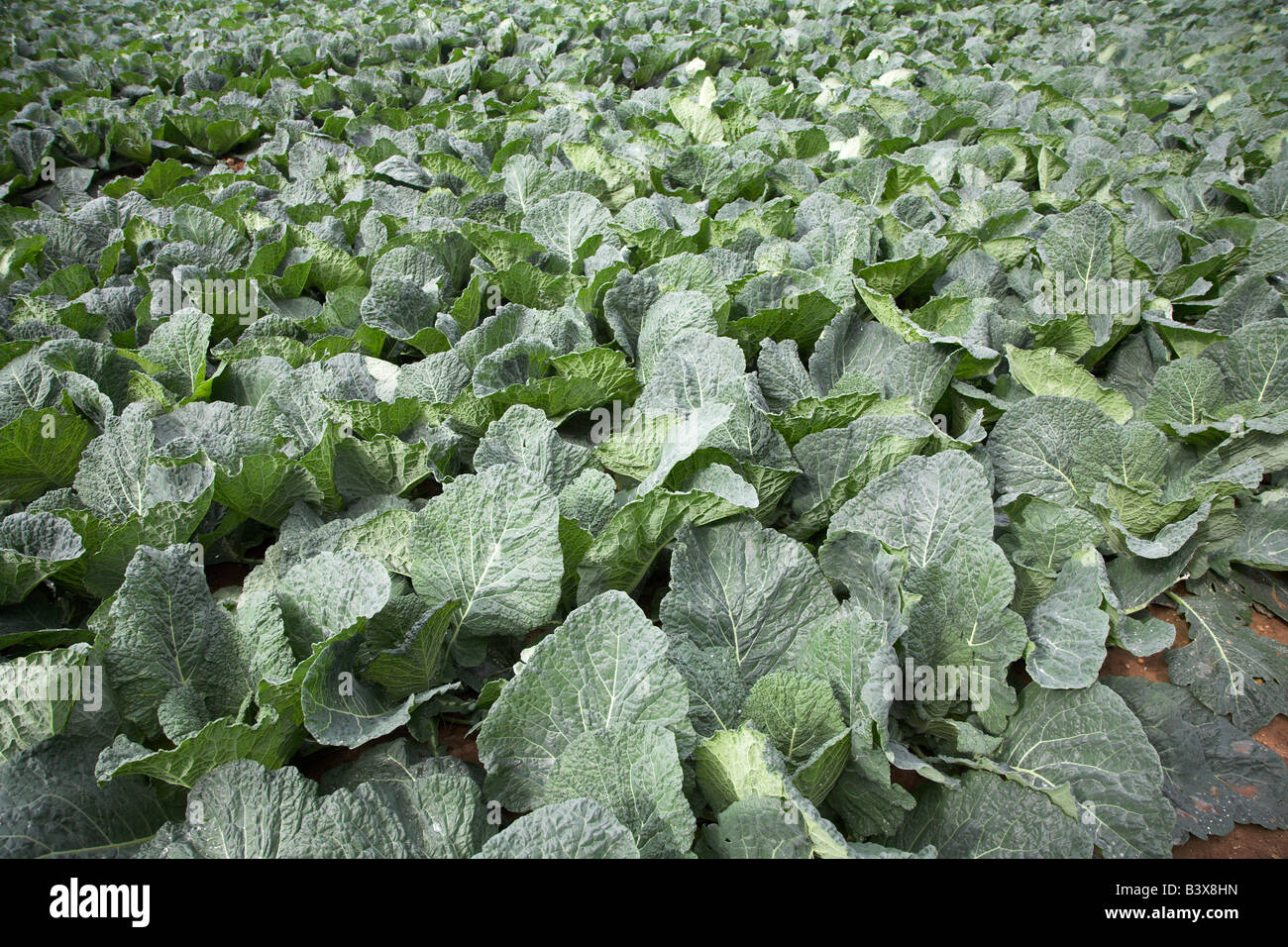 British cabbages hi-res stock photography and images - Alamy