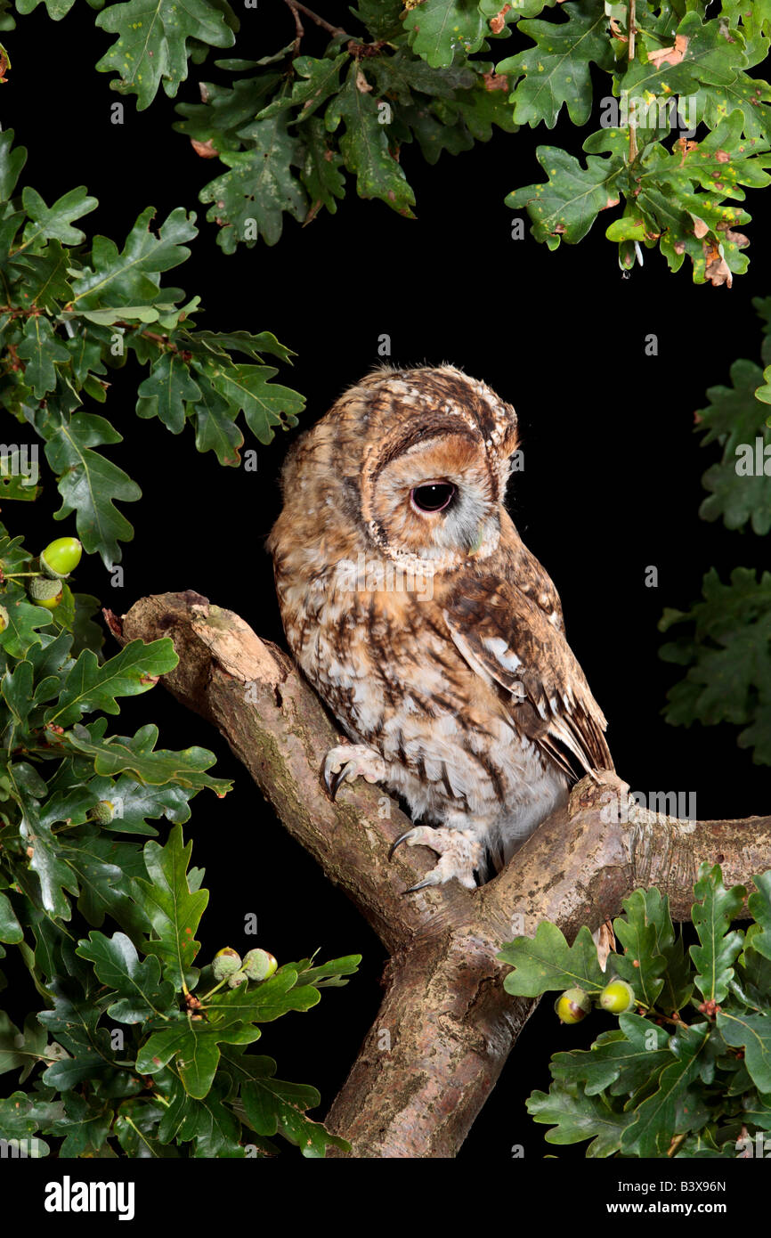 Owl looking down hi-res stock photography and images - Alamy