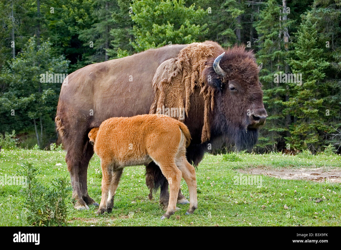 A Bison calf feeding Stock Photo - Alamy